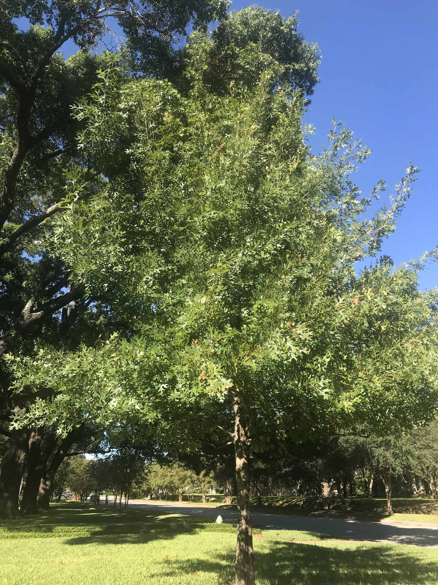 Texas Red Oak - Purple Bird